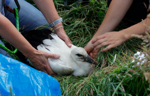 The Project | White Stork Project