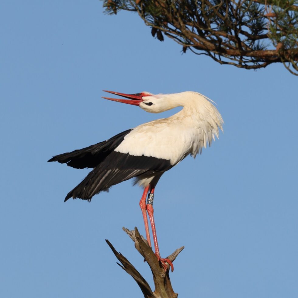 White Stork Project | Reconnecting with a wilder Britain