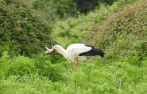 White Stork Diet and Supplementary Feeding | White Stork Project