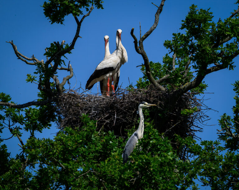 Volunteer Spotlight: Gary | White Stork Project