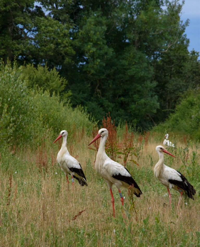 Volunteer Spotlight: Gary | White Stork Project